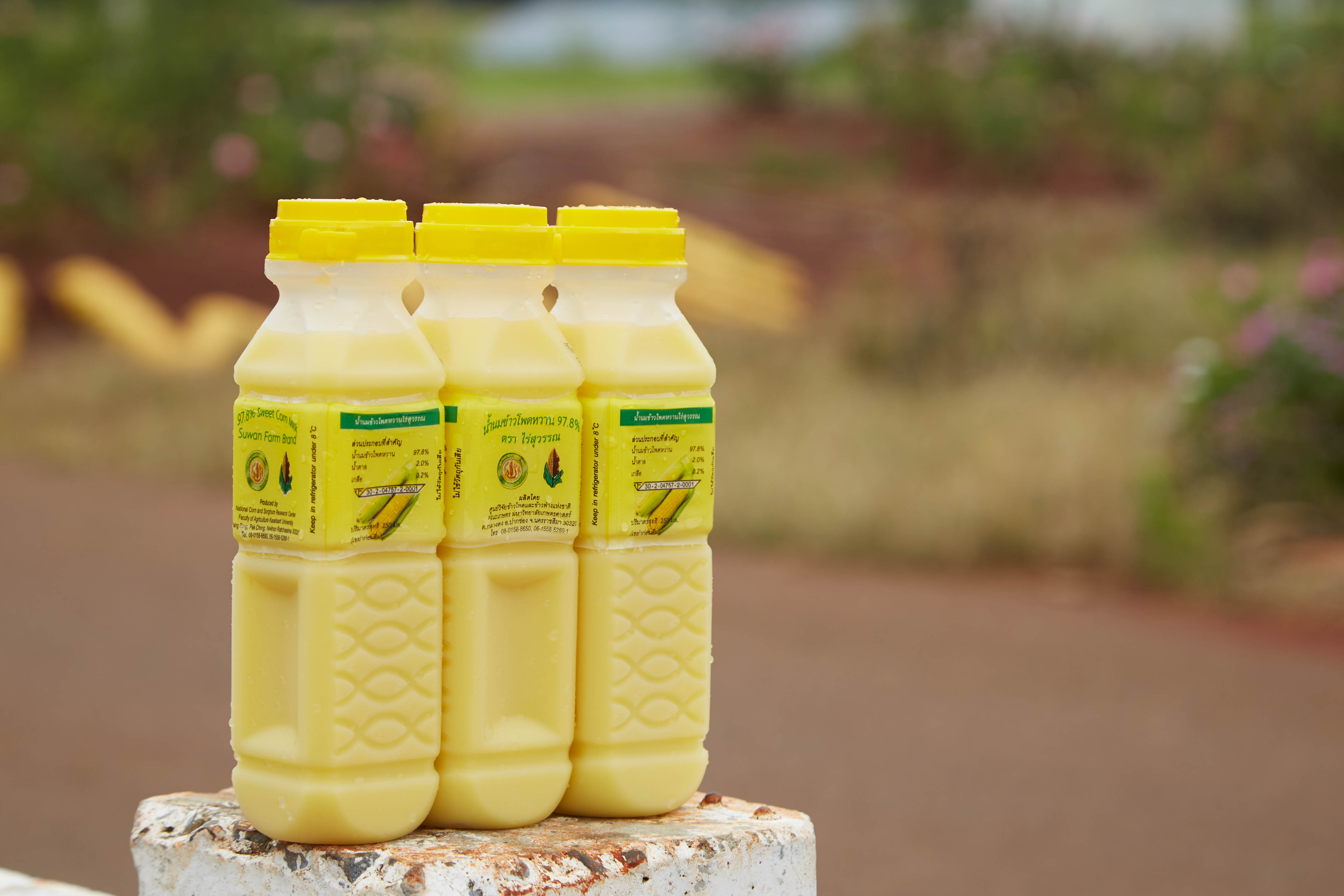 Suwan Farm’s Sweet Corn